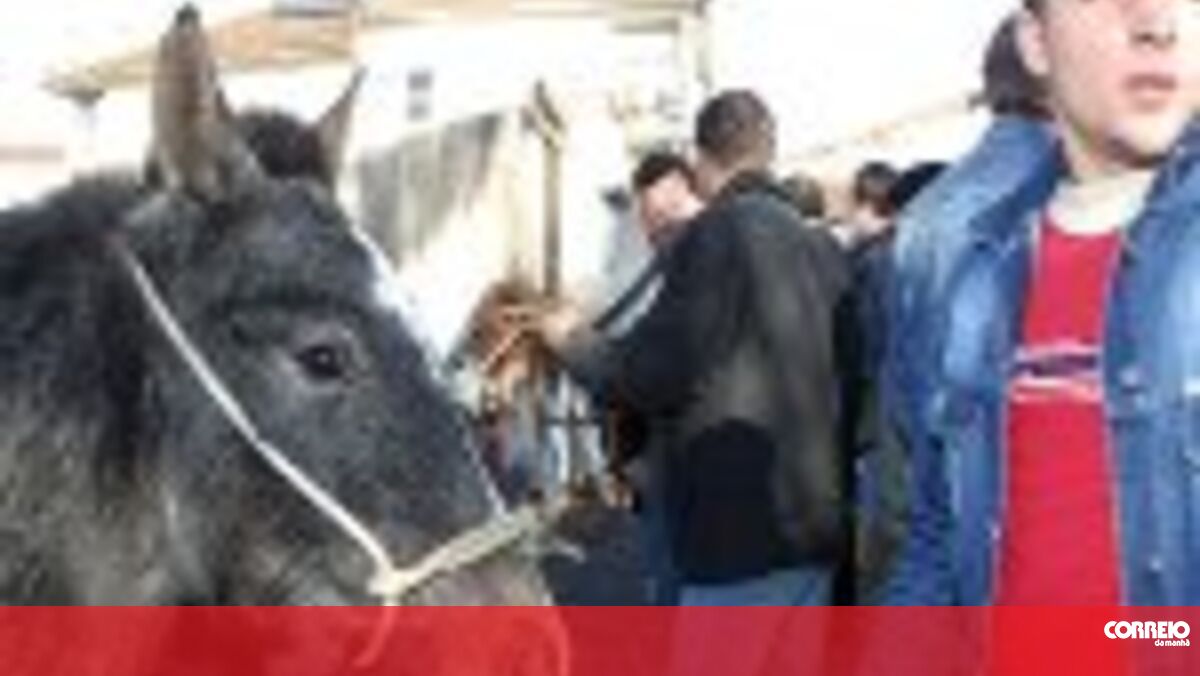 BURRO DE MIRANDA VAI CHEGAR A TODO O PAÍS - Portugal - Correio da Manhã