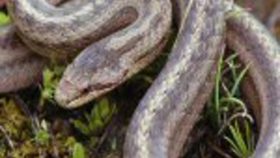 Cobra à solta nos Correios de Odivelas - Portugal - Correio da Manhã