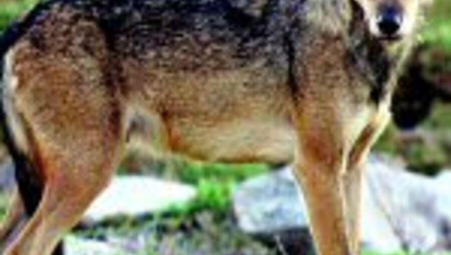 Passeio pela montanha onde vive o lobo ibérico - Domingo - Correio da Manhã