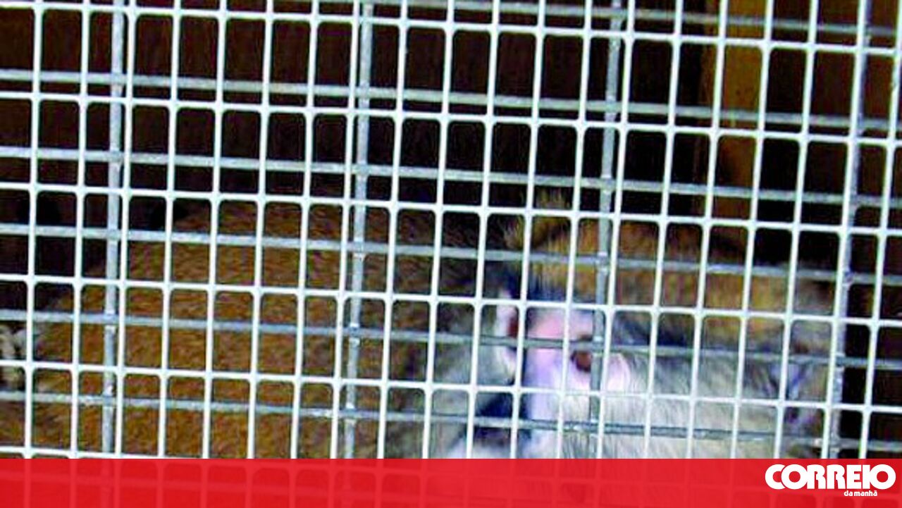 Macaco 30 anos numa varanda - Portugal - Correio da Manhã