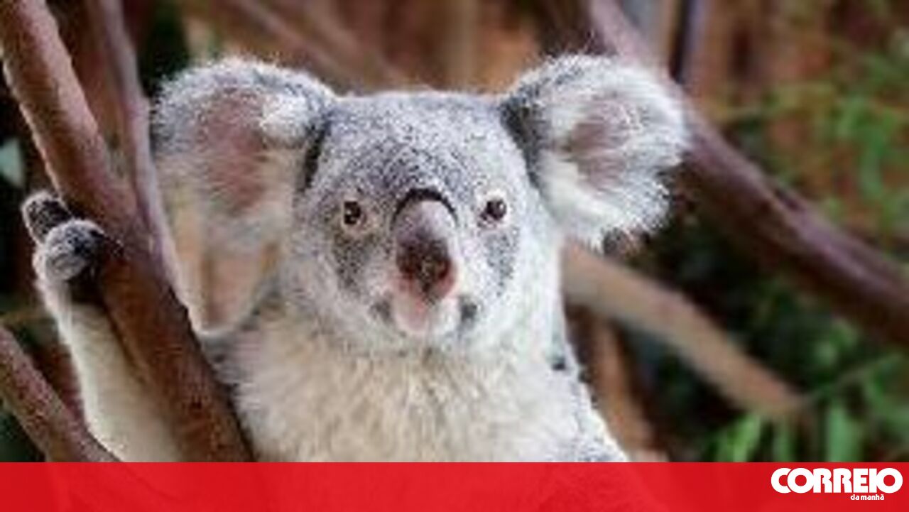 Zoo de Lisboa acolhe koala de seis anos - Portugal - Correio da Manhã