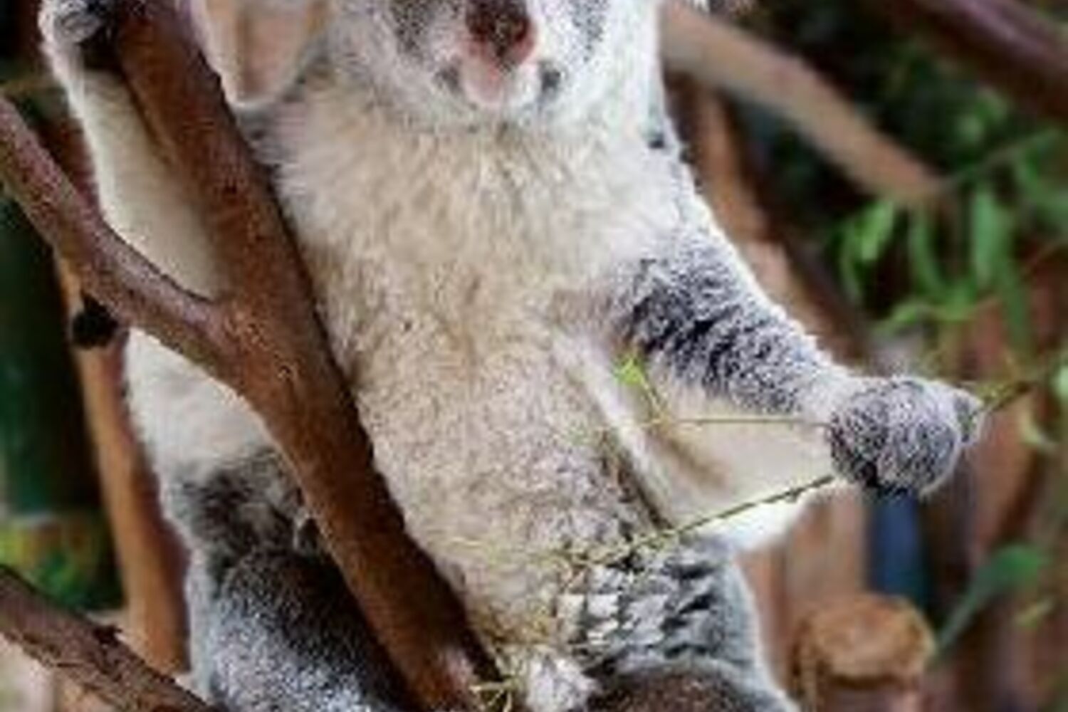 Zoo de Lisboa acolhe koala de seis anos - Portugal - Correio da Manhã