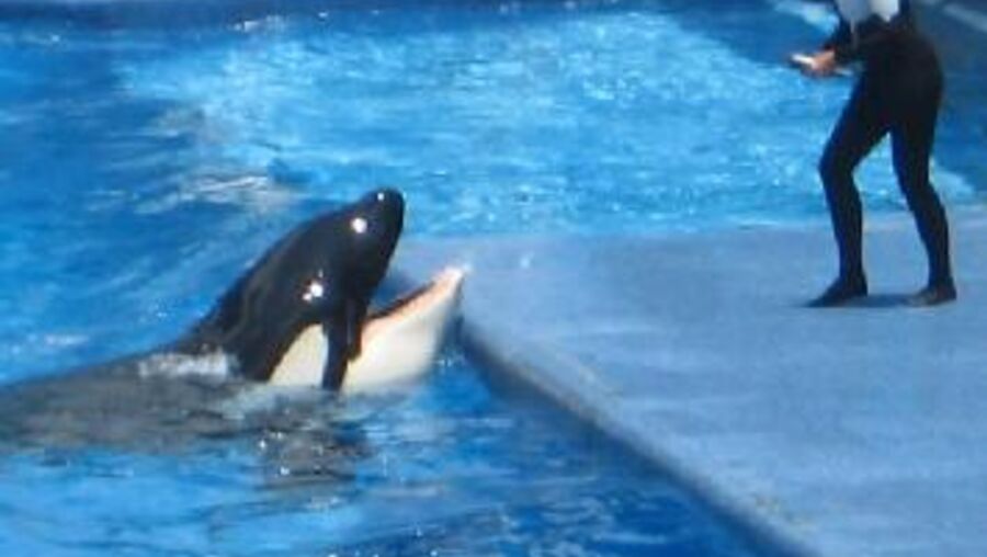 EUA: Orca mata treinadora durante espectáculo (COM VÍDEO) - Mundo - Correio da Manhã