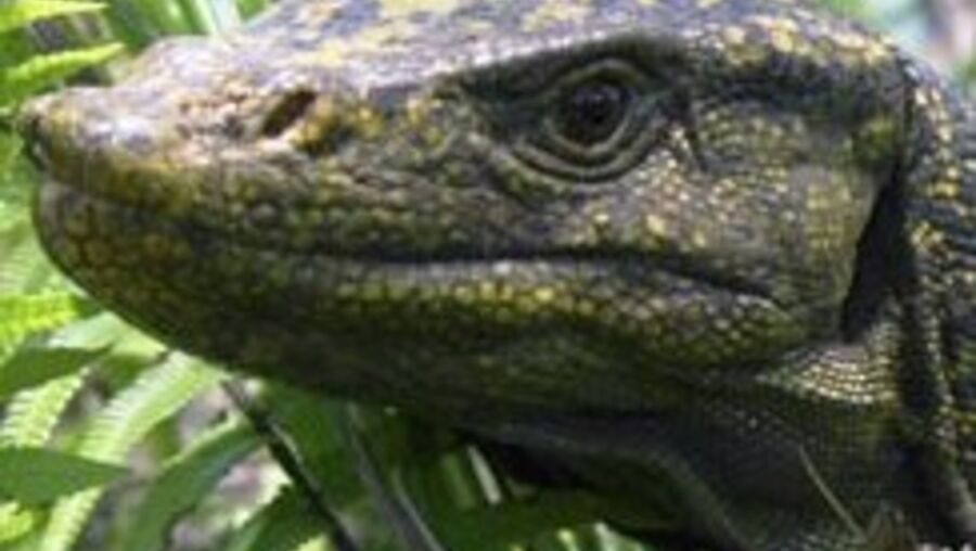 Descoberto lagarto gigante com dois pénis - Tecnologia - Correio da Manhã