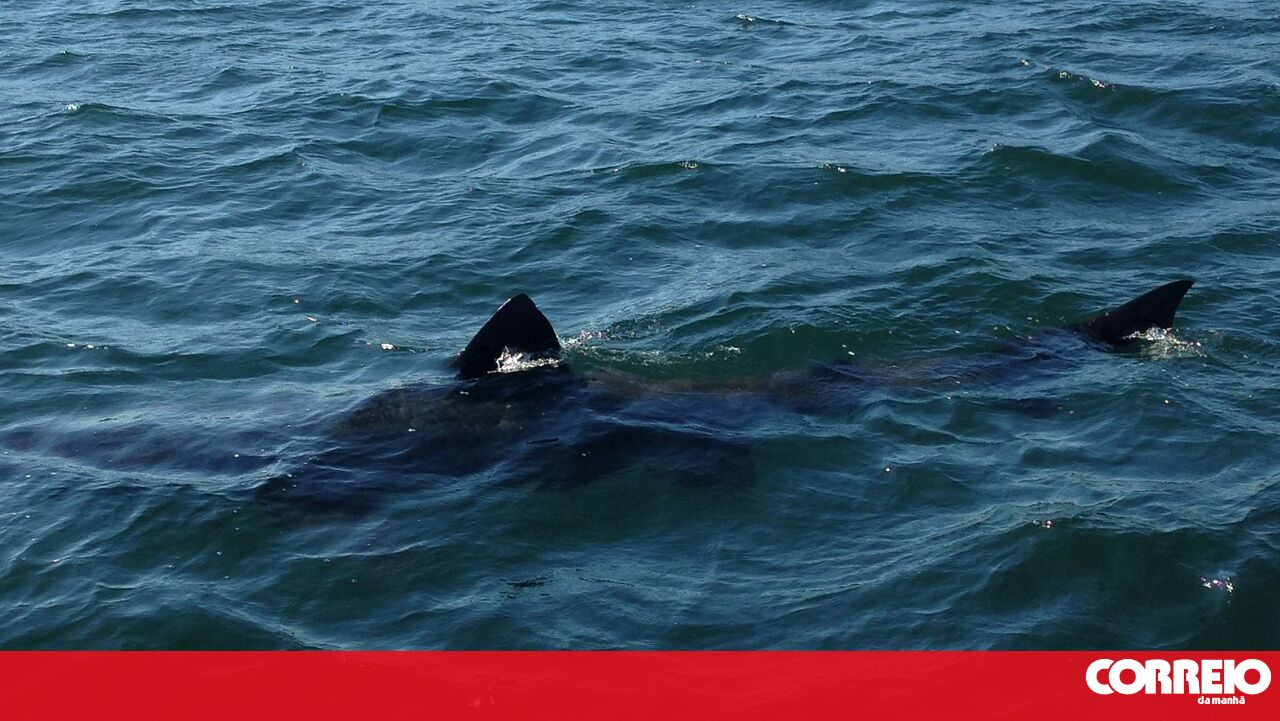 Tubarão-frade em Cascais - Exclusivos - Correio da Manhã