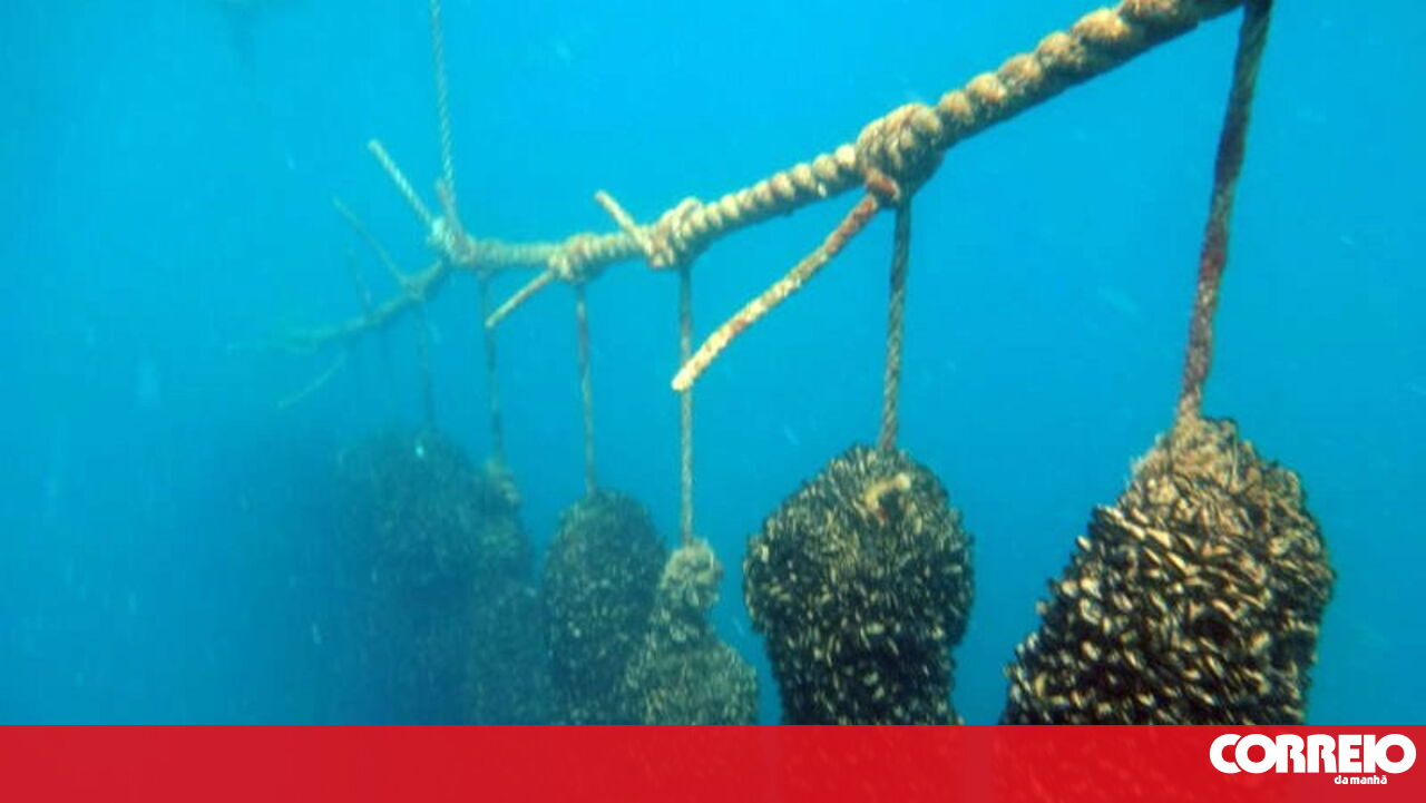 Mexilhão de Lagos conquista Europa - Economia - Correio da Manhã