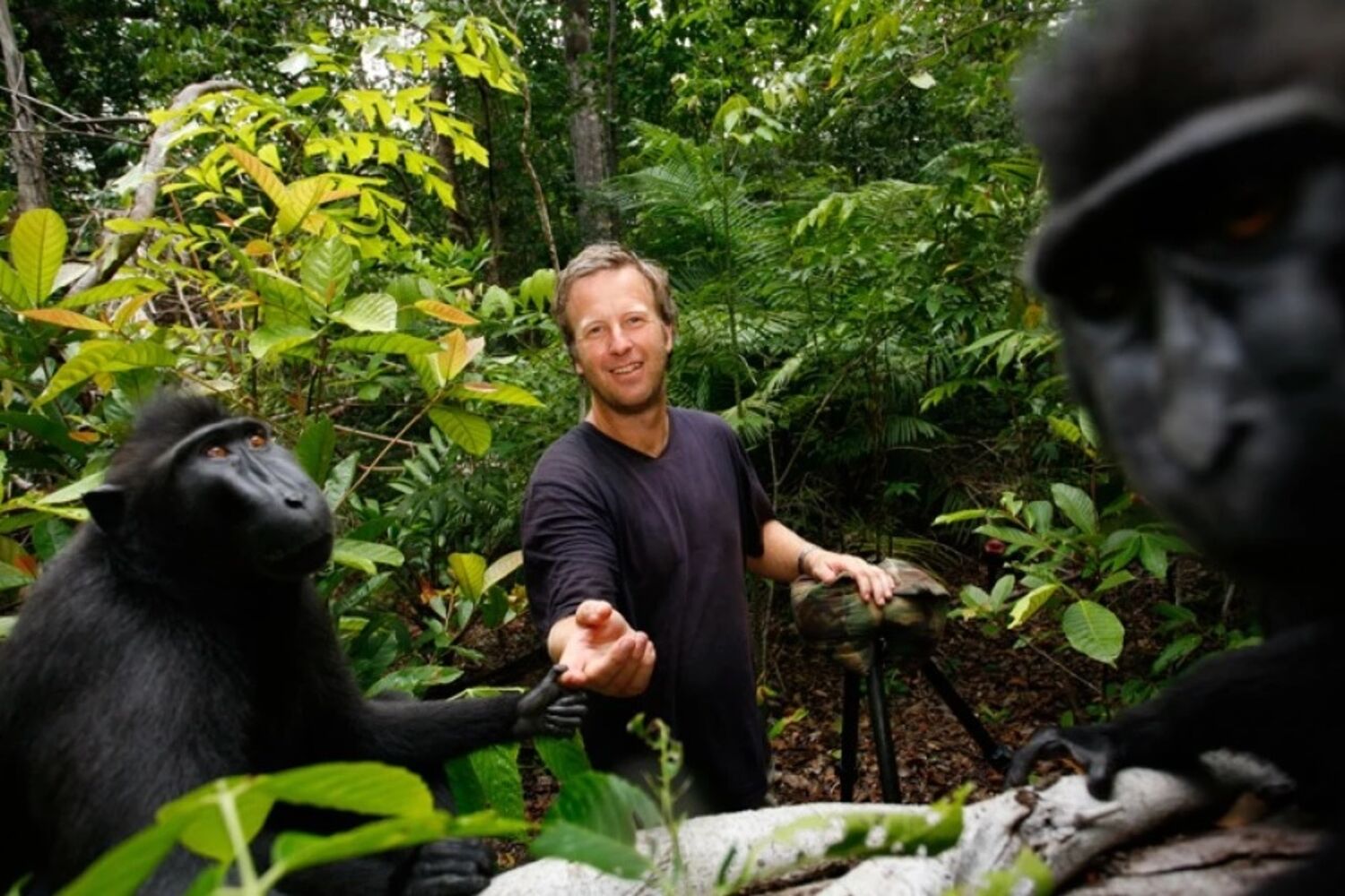 'Selfie' tirada por macaco gera luta por direitos de autor - Mundo ...