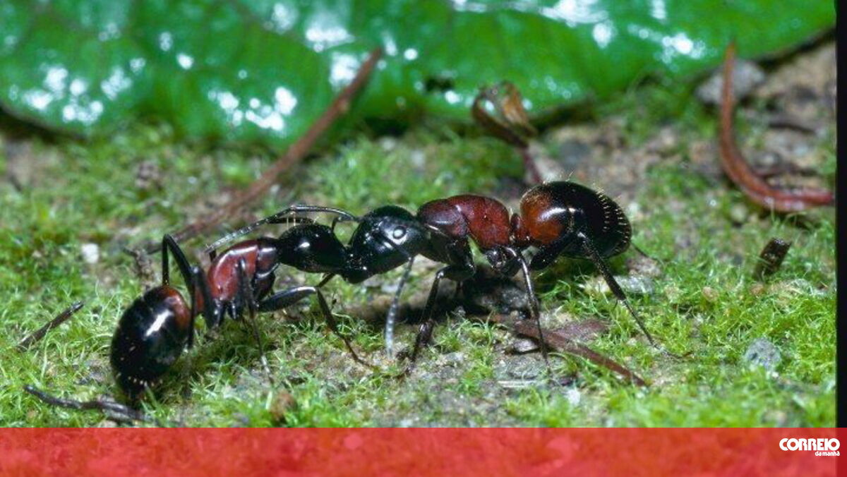 Formigas voadoras em quadro de 1575 que sai de Espanha e chega à ...
