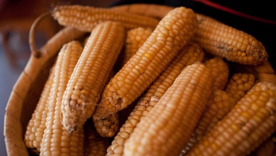 Área de milho geneticamente modificado desce 6,2% - Sociedade - Correio ...