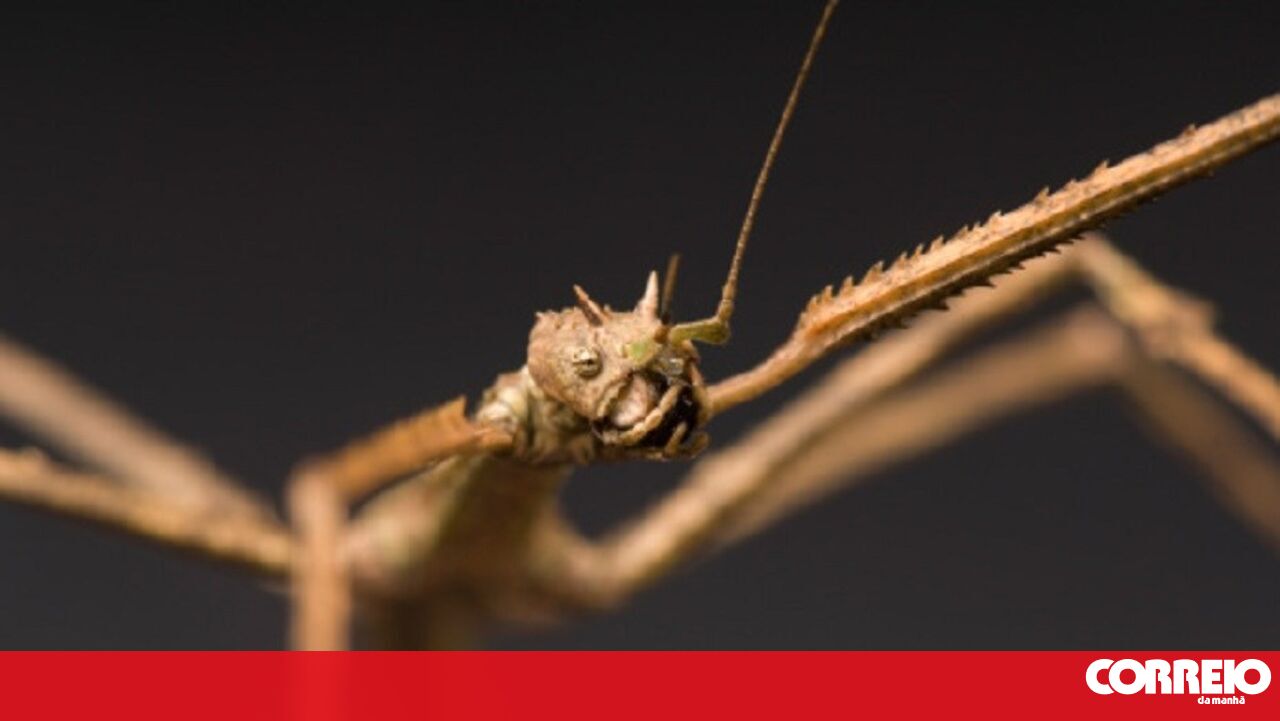 Maior inseto do mundo descoberto na China - Cm ao Minuto - Correio da Manhã