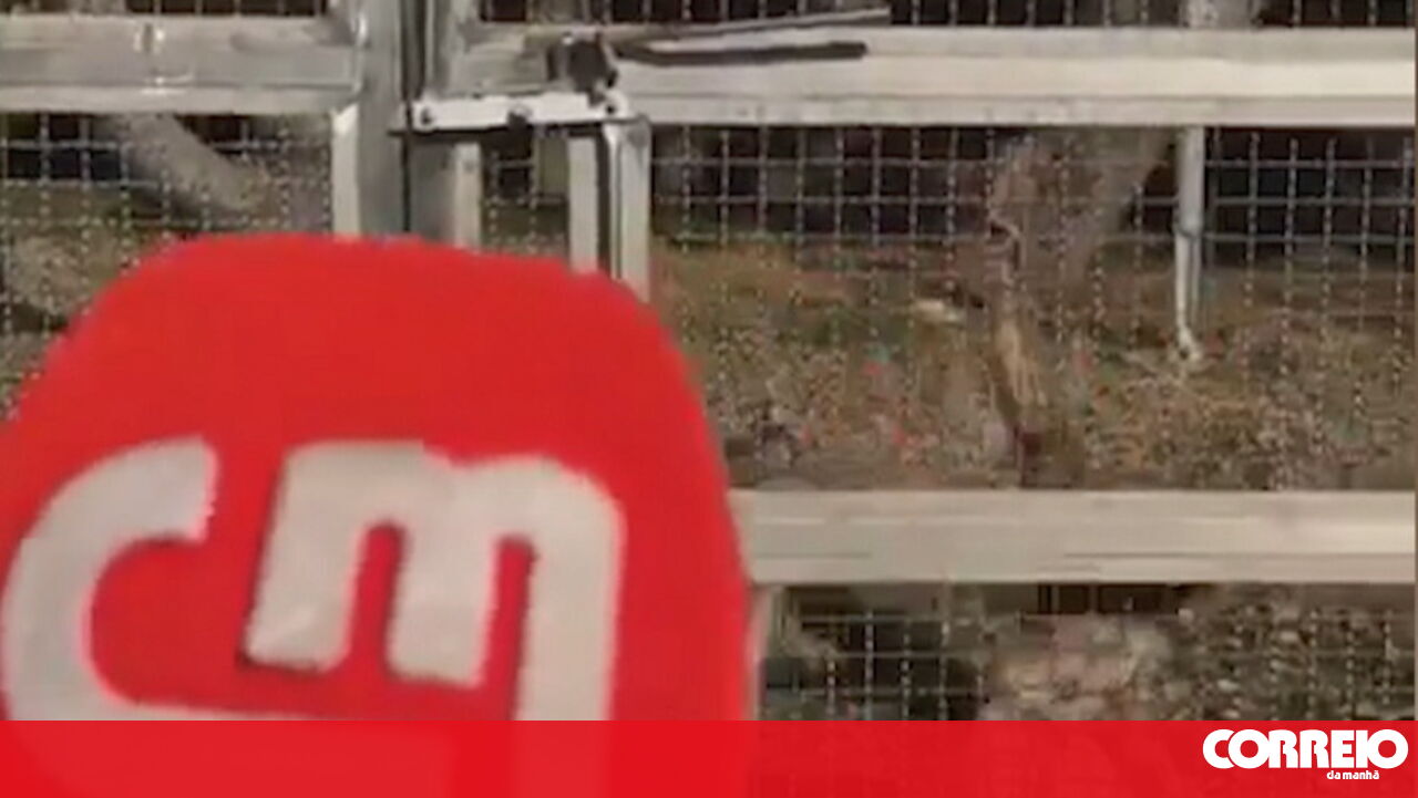 CM exige ação contra ‘Macaco’ - Portugal - Correio da Manhã