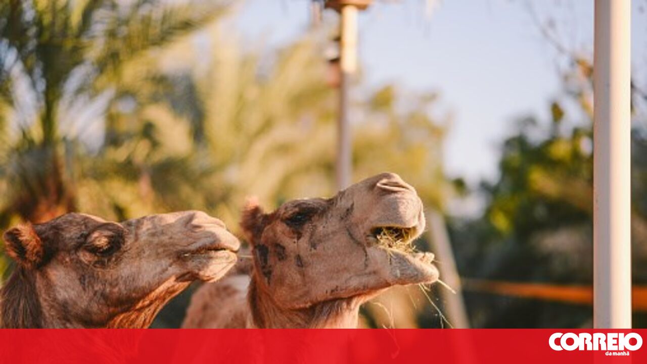 Milhares de camelos vão ser mortos na Austrália por beberem demasiada ...