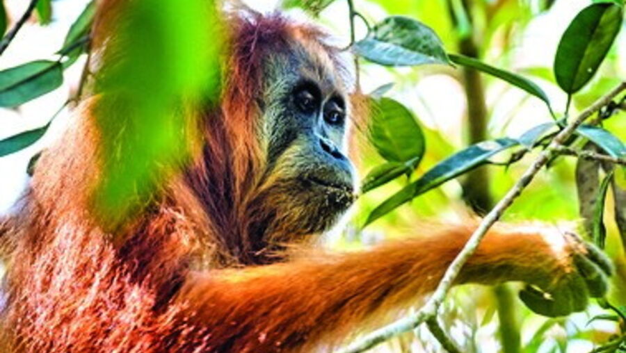 Orangotango é o primeiro animal observado a curar ferida com uma planta ...