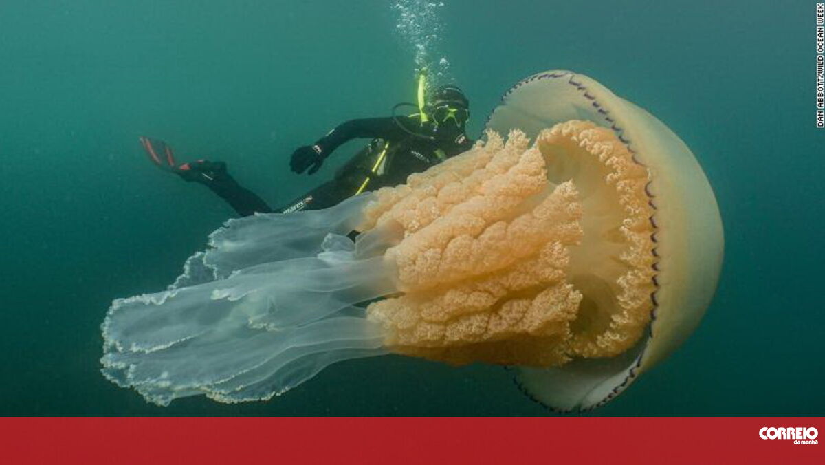 Alforreca do tamanho de um adulto surpreende mergulhadora na costa ...