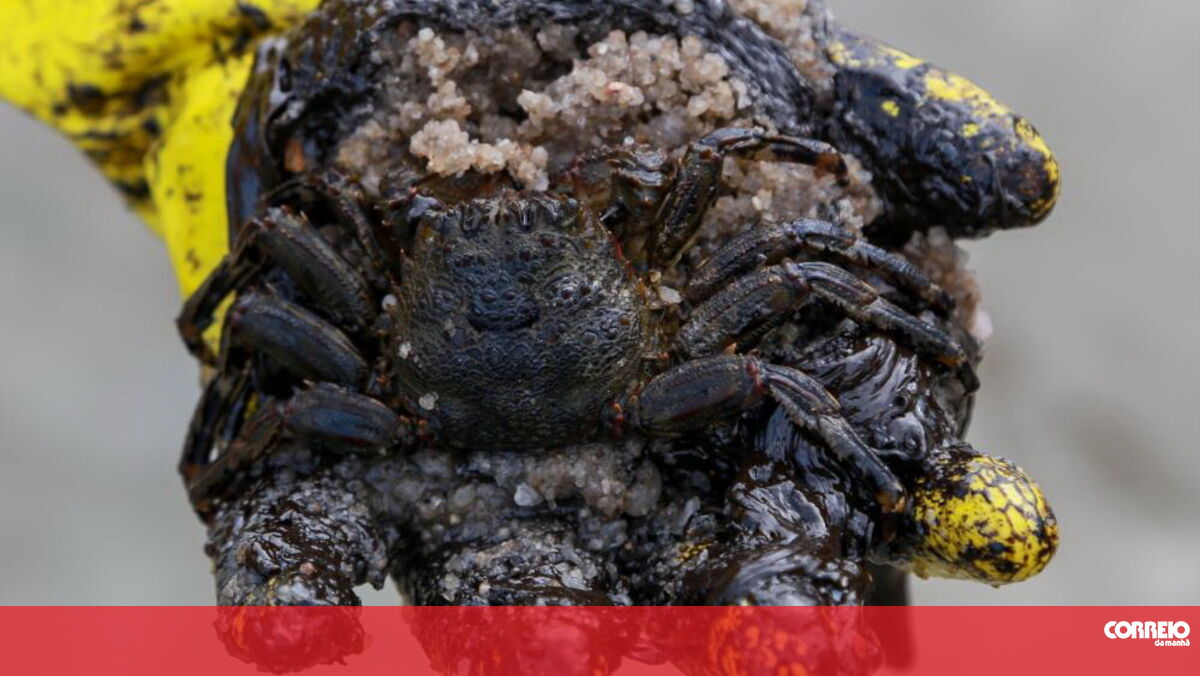 Exército de voluntários enfrenta 'maré negra' de petróleo nas praias do ...