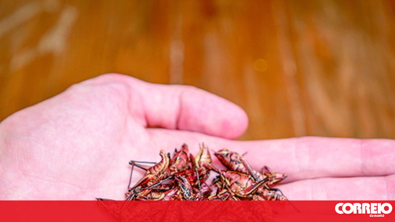 Insetos para alimentação proibidos em Portugal - Sociedade - Correio da ...