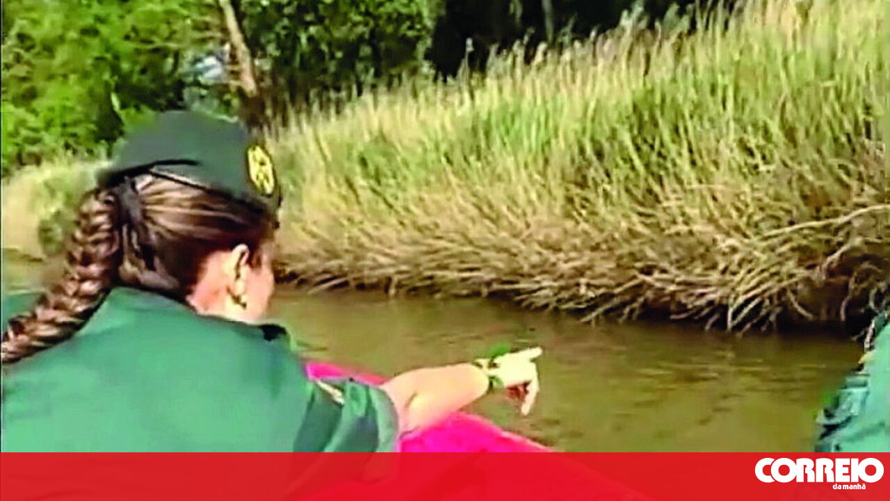 Mistério no Douro: Animal no rio pode ser lontra em vez de crocodilo ...