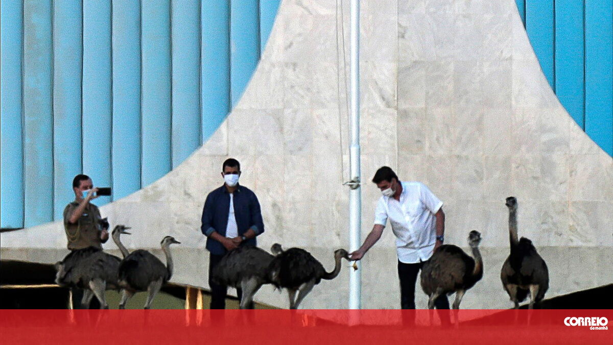 Jair Bolsonaro 'atacado' por ema no Palácio da Alvorada em Brasília ...