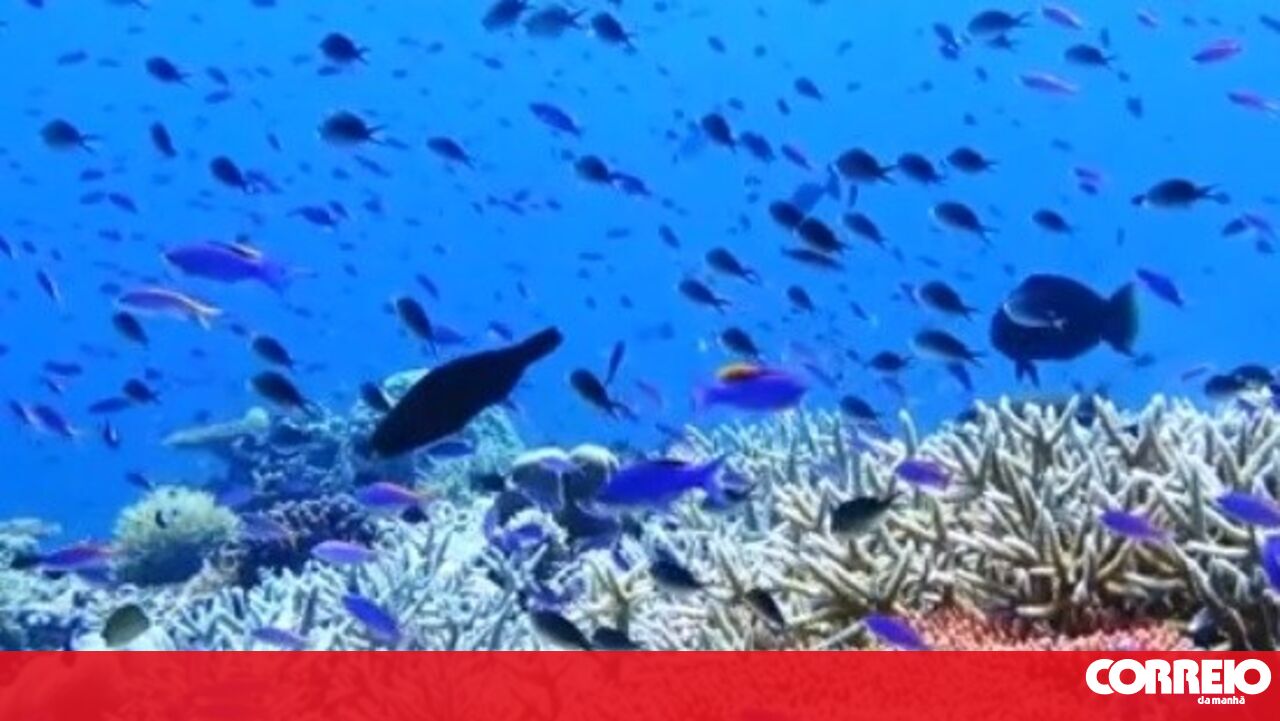 Proteção do oceano em destaque no “Falar Global” - Falar Global ...