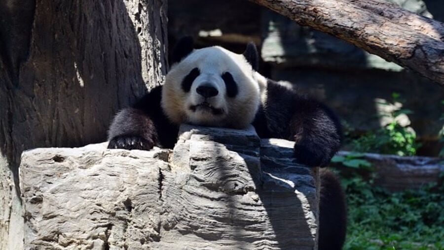 Panda deixa de ser espécie "em perigo" na China - Mundo - Correio da Manhã