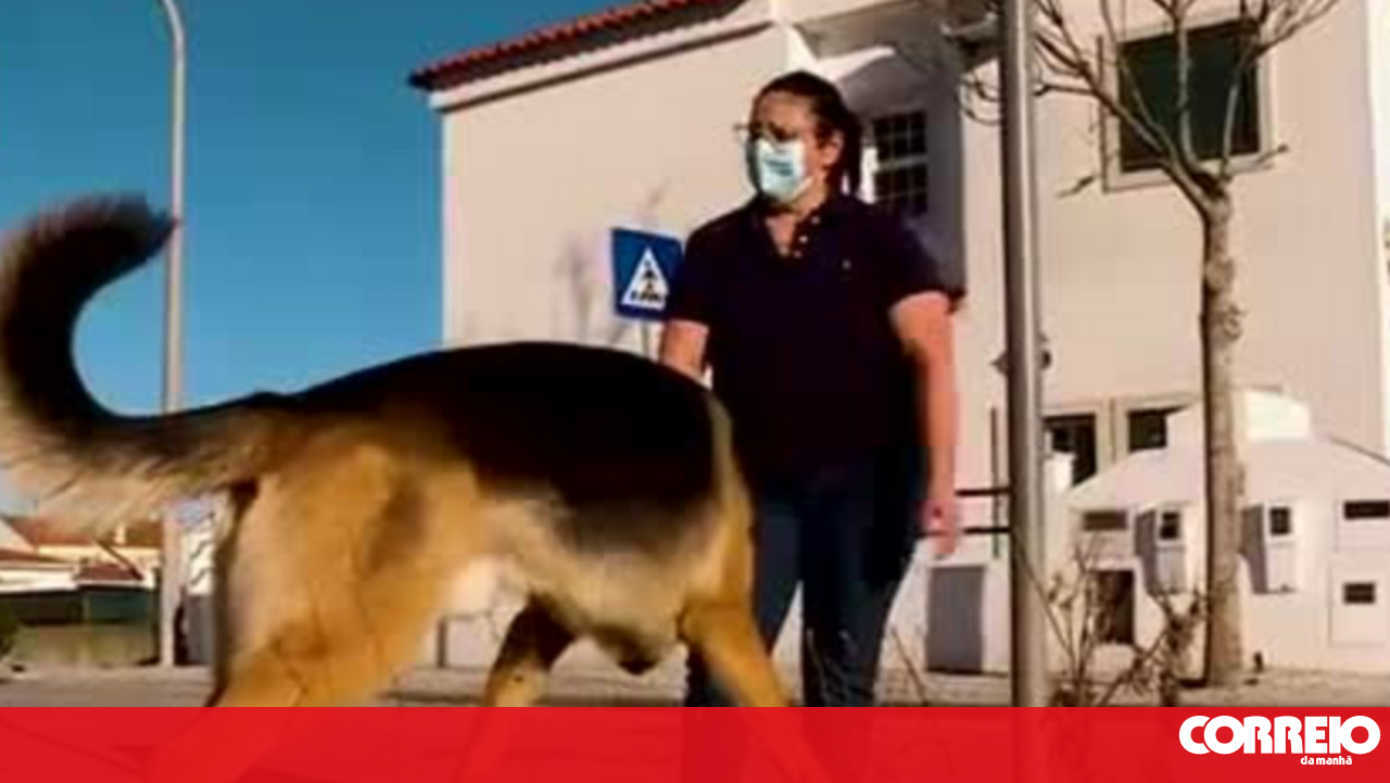 Elf, o pastor alemão de dois anos e meio que é a mascote da família ...