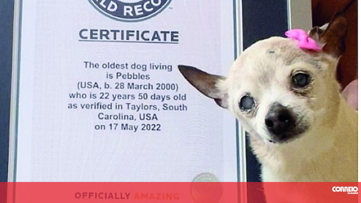 Morreu o cão mais velho do mundo - Sociedade - Correio da Manhã