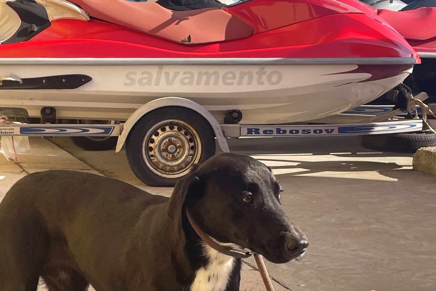 Cadela resgatada do Farol do Búgio no Rio Tejo - Sociedade - Correio da ...