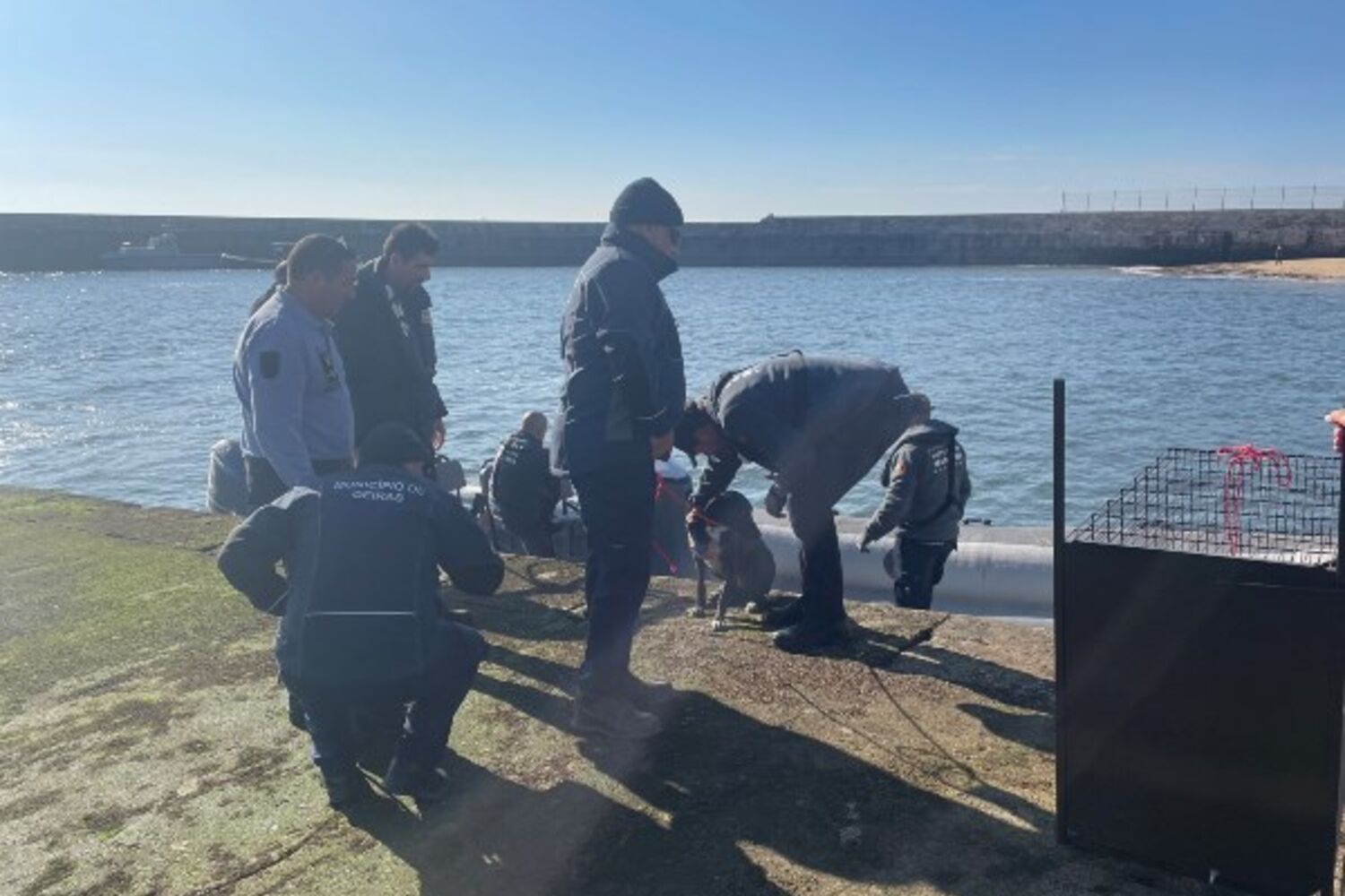 Cadela resgatada do Farol do Búgio no Rio Tejo - Sociedade - Correio da ...
