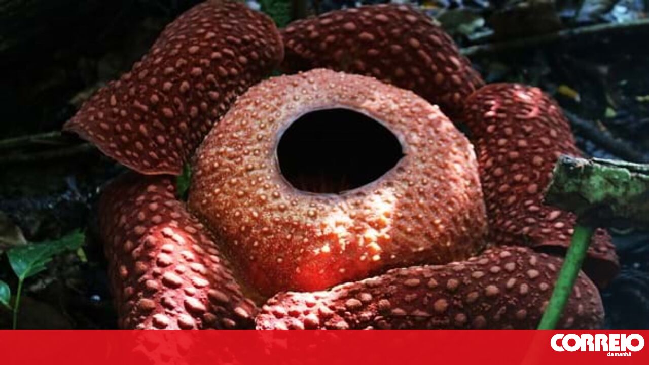 Maior flor do mundo cheira "a carne podre" e está em risco de extinção ...
