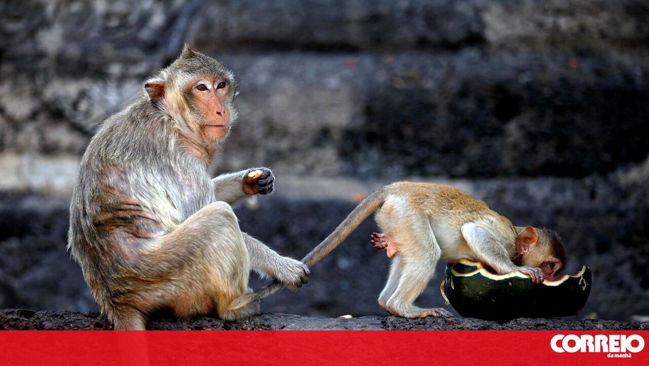 Sabe porque é que os humanos não têm cauda como os macacos? Novo estudo ...