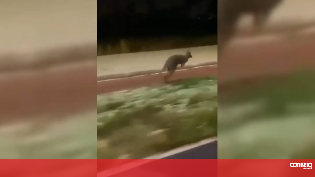Canguru resgatado na Aroeira em Almada - Vídeos - Correio da Manhã