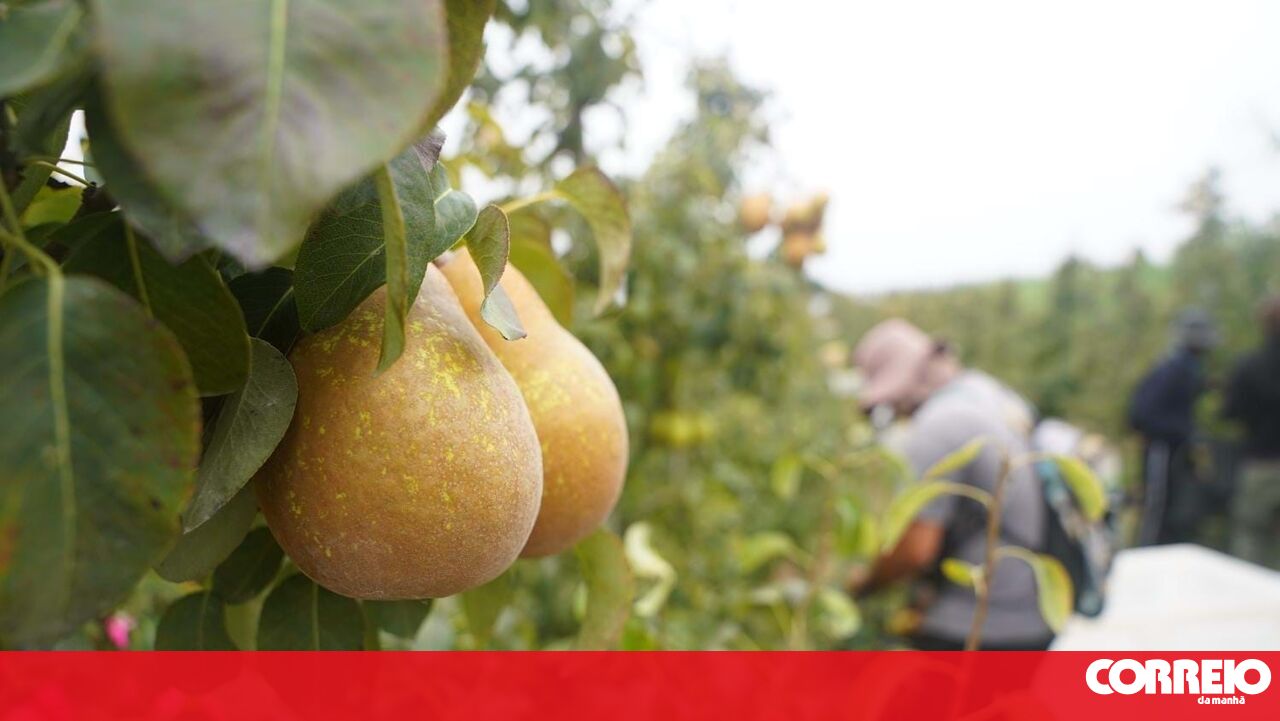 Produção de pera rocha abaixo do previsto devido a doenças e alterações ...