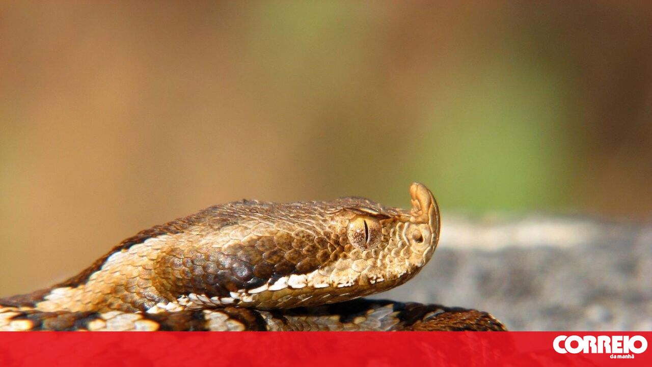 Víbora-cornuda deixa bombeiro em estado grave - Portugal - Correio da Manhã