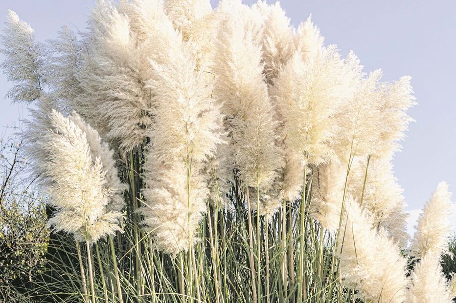 Ameaça descontrolada: Erva-das-pampas invade Portugal - Sociedade ...