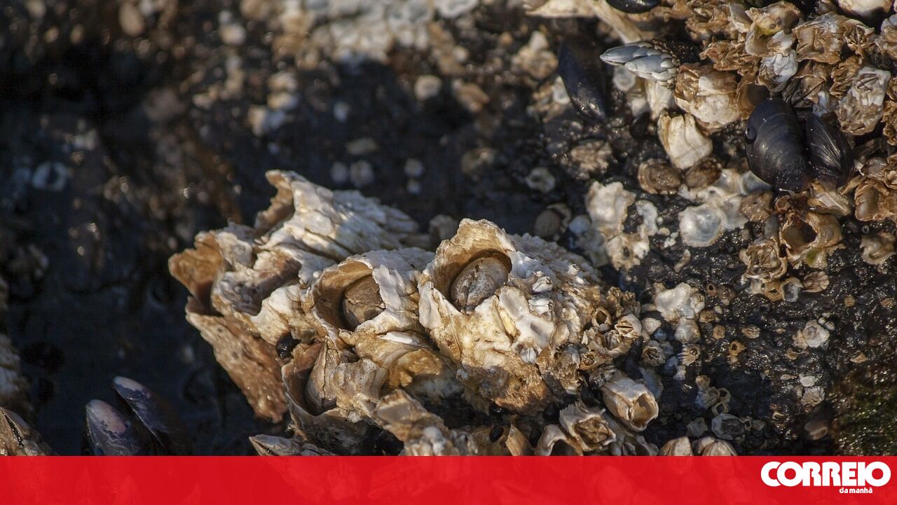 GNR apreende mais de 400 cracas na ilha Terceira - Portugal - Correio ...