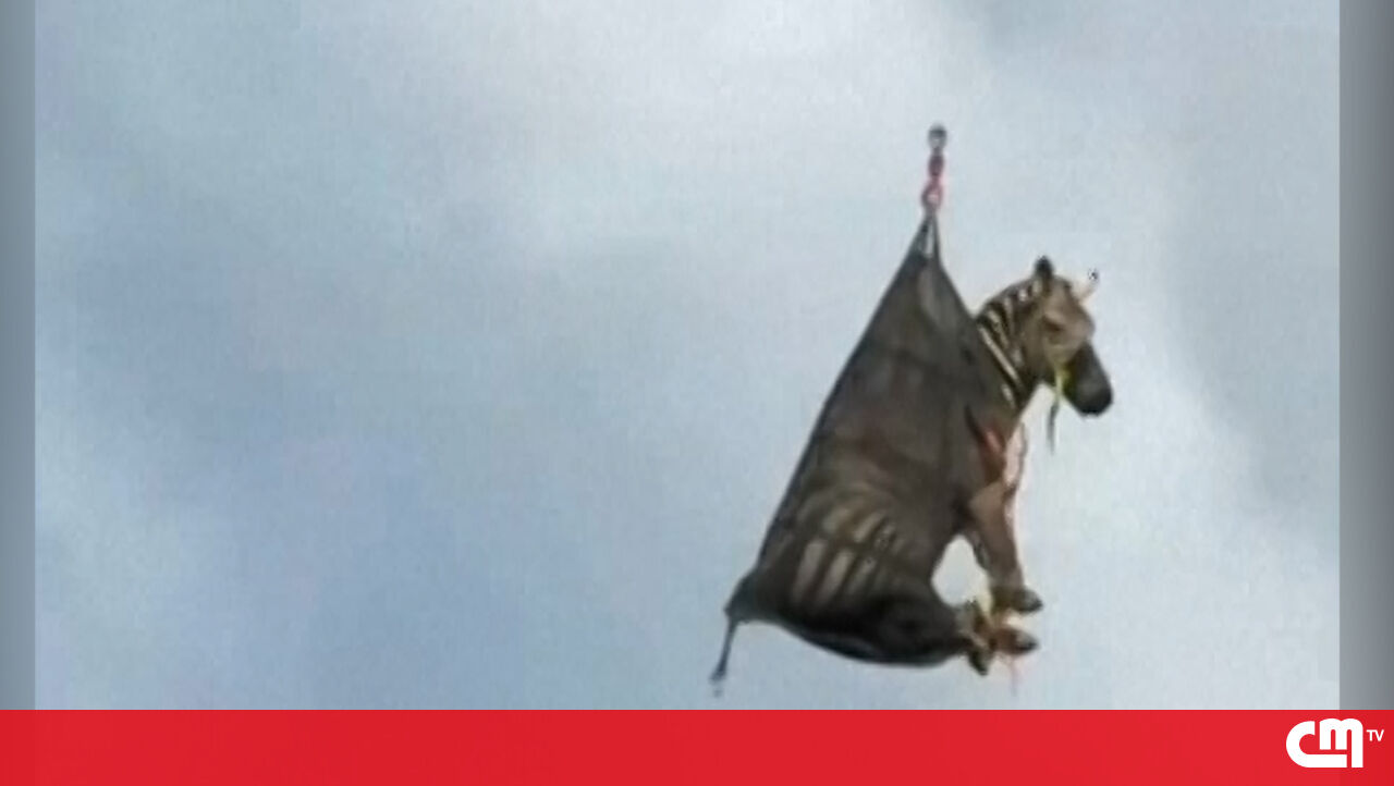 Zebra que estava em ‘fuga’ nos EUA há sete dias foi capturada e ...