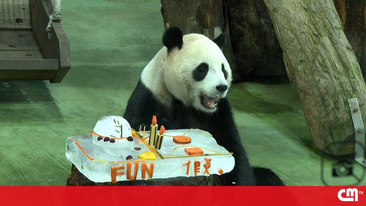 Yuanbao, o panda gigante do jardim zoológico de Taipé, celebra 5.º aniversário com um bolo de ...