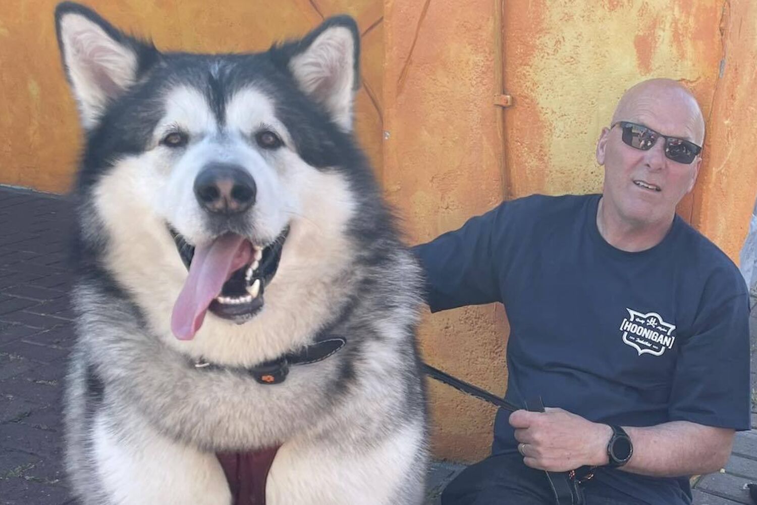 Mal tem cinco anos e pesa 82 quilos: O cão gigante que ficou famoso no ...